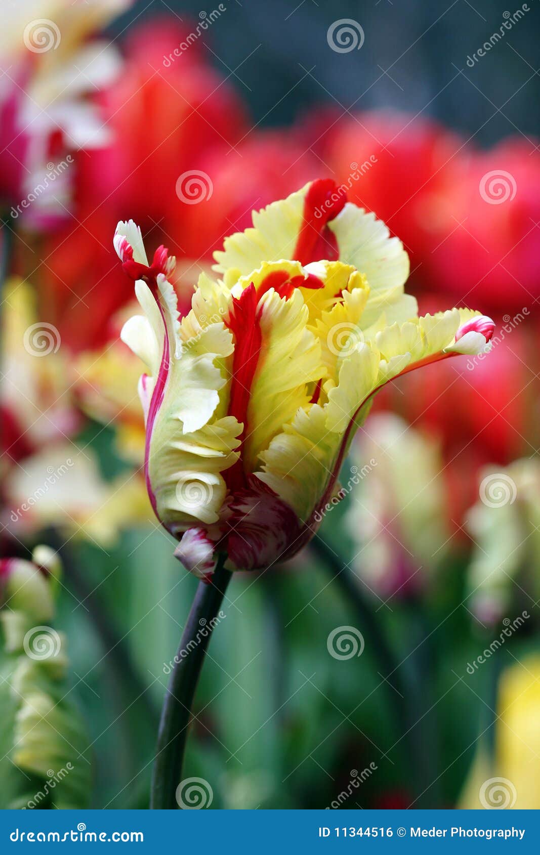 Closeup of a tulip stock photo. Image of fresh, blooming - 11344516