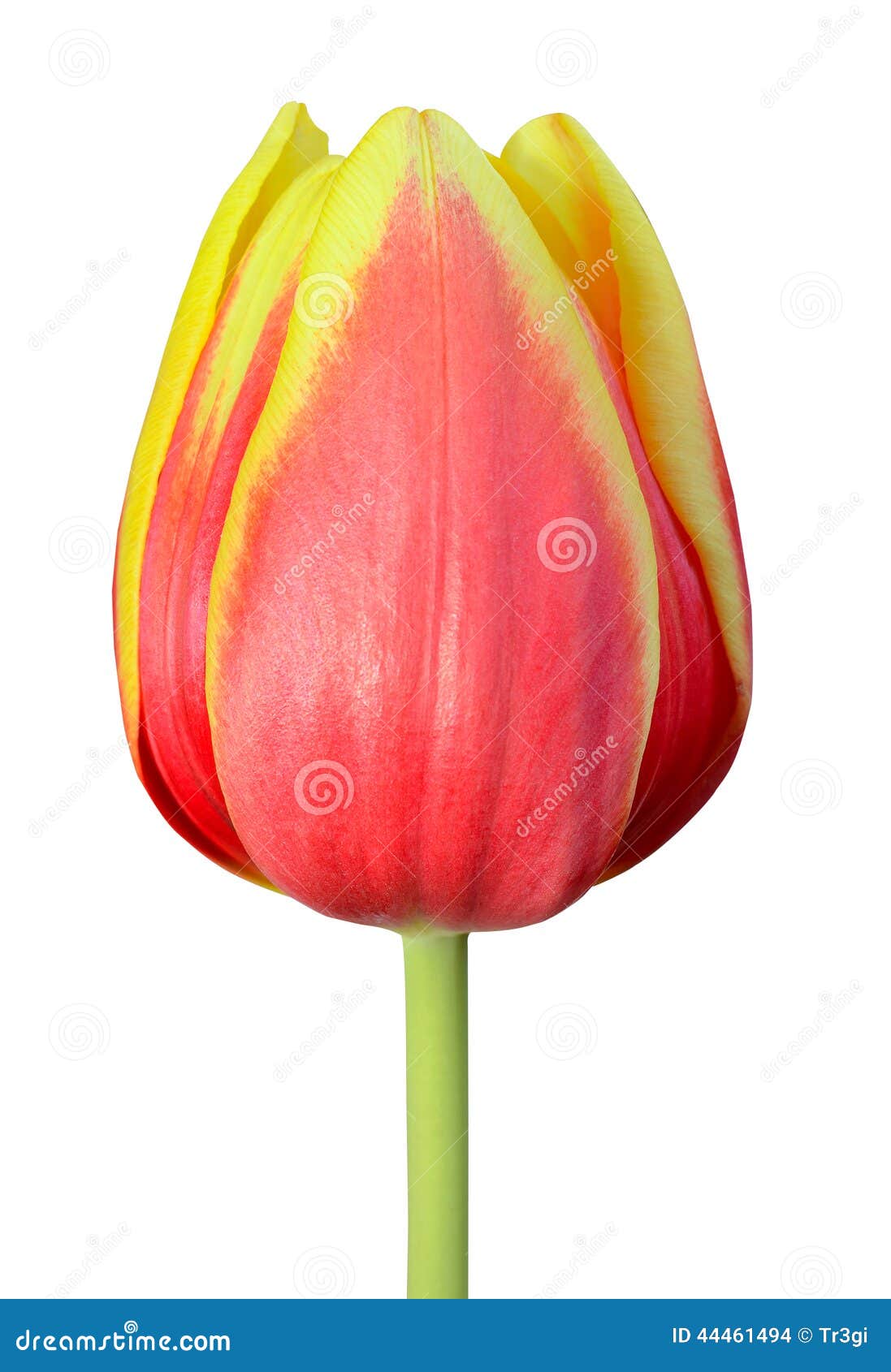 Closeup Tulip Flower Head Isolated on White Stock Photo - Image of ...