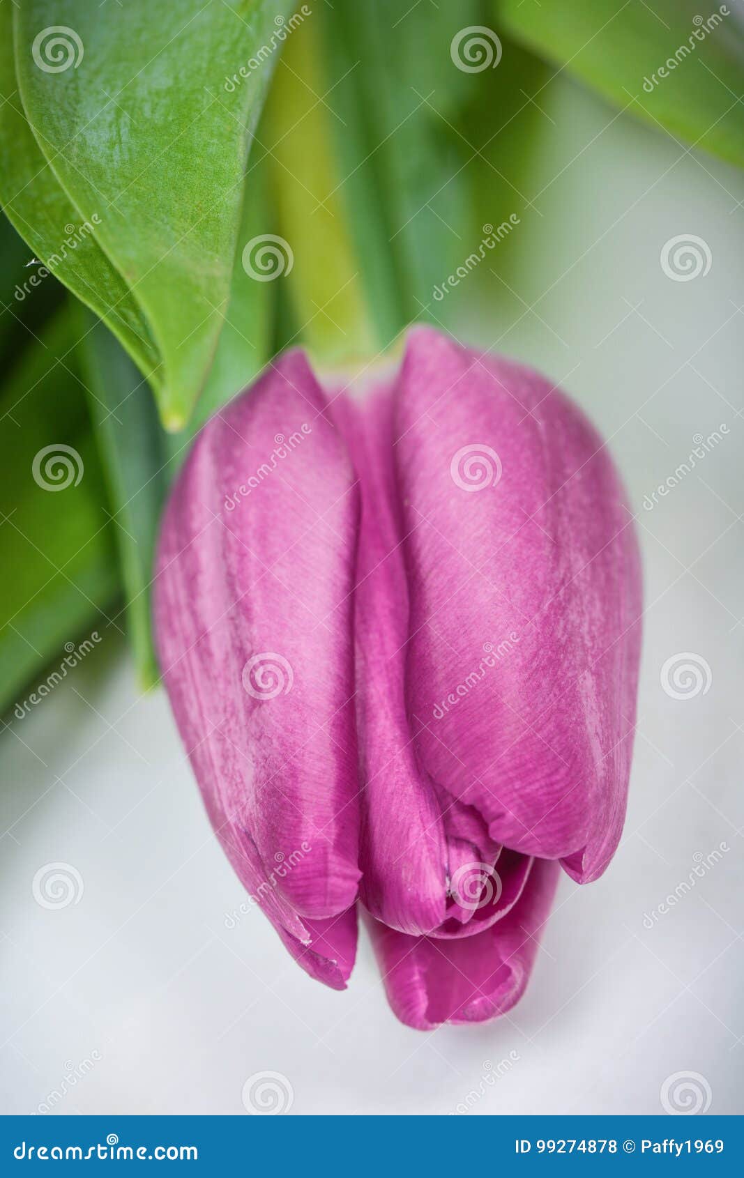 Closeup of Tulip head stock photo. Image of petal, spring - 99274878