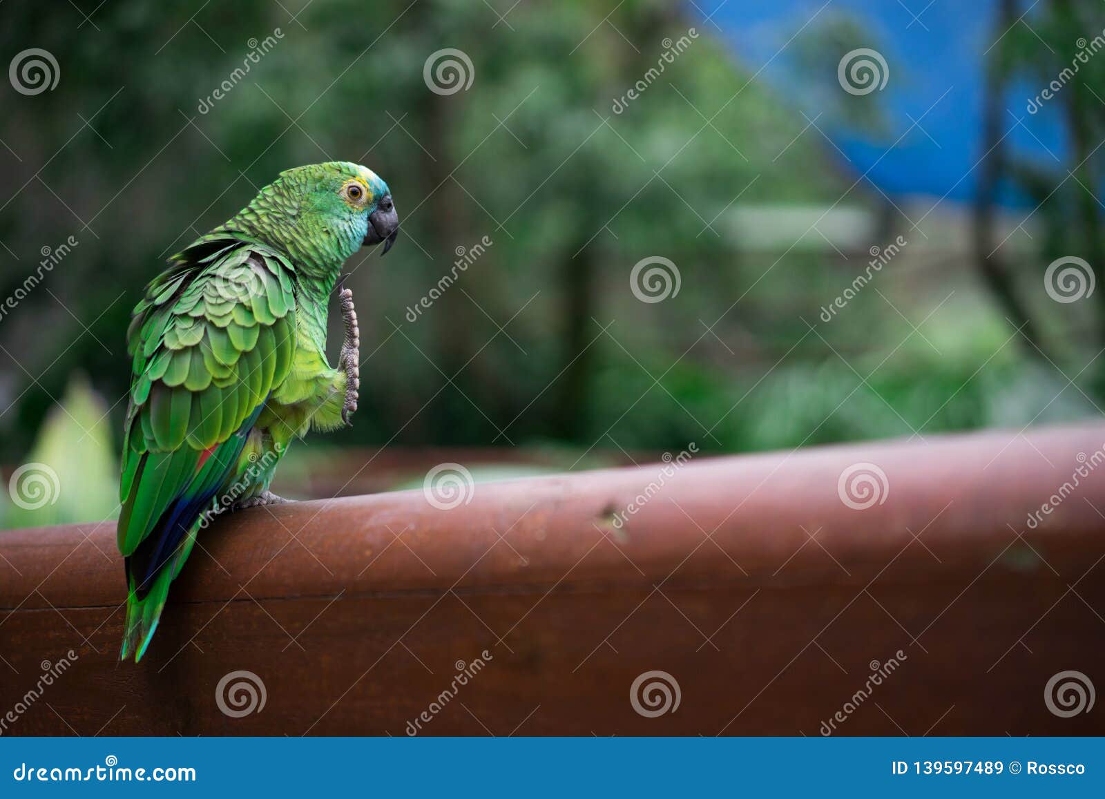 Closeup of Turquoise Fronted Amazon Parrot Stock Image - Image of ... Closeup of Turquoise Fronted Amazon Parrot Stock Image - Image of ...