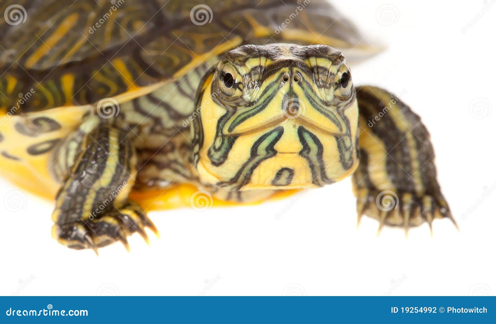 Closeup of a turtle stock photo. Image of white, macro - 19254992