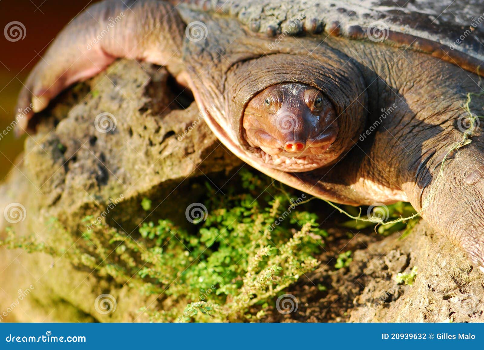 Closeup of a Turtle stock photo. Image of soft, wild - 20939632