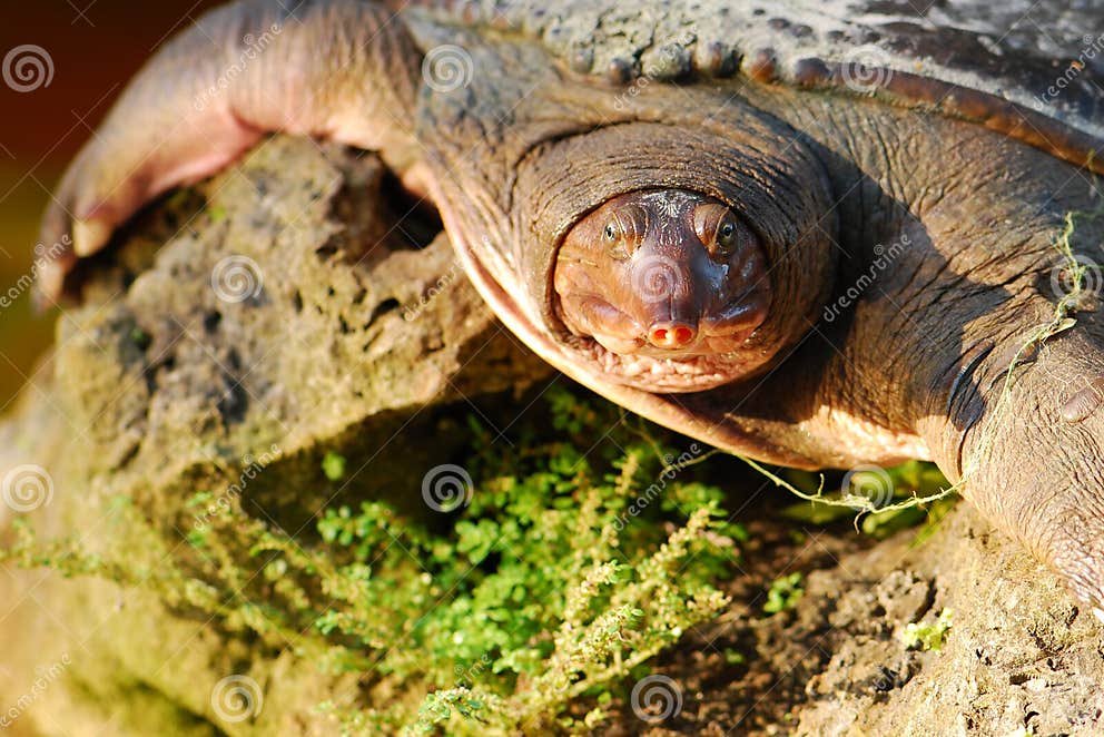 Closeup of a Turtle stock photo. Image of soft, wild - 20939632