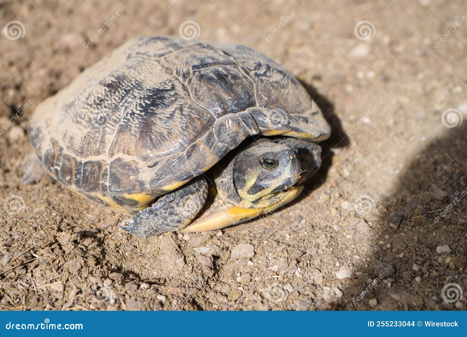 Closeup of a Turtle Covered in Soil Dust Stock Photo - Image of soil ...