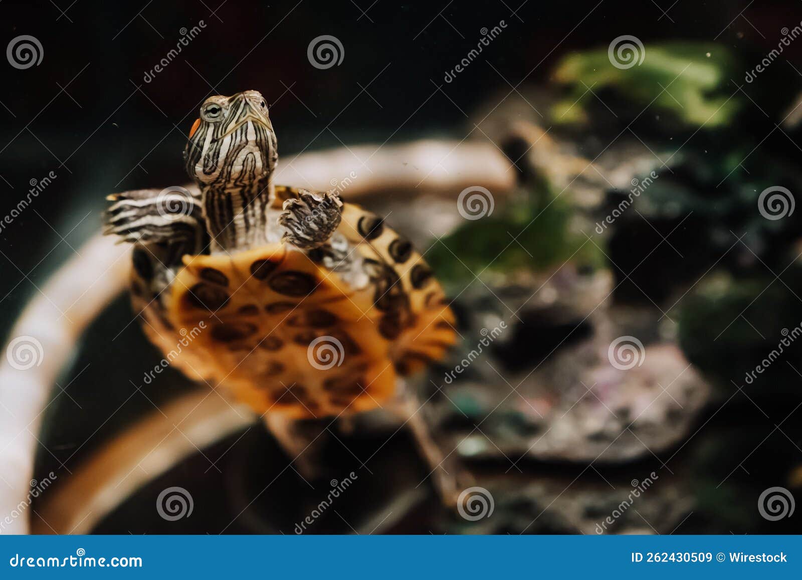 Closeup of a Turtle Inside an Aquarium Stock Image - Image of closeup ...