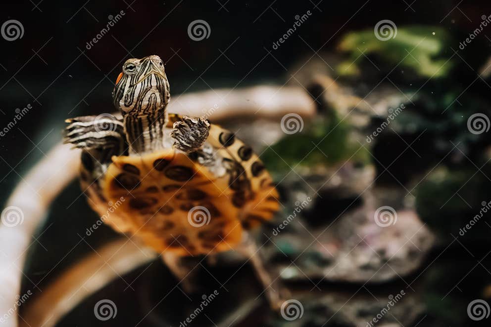 Closeup of a Turtle Inside an Aquarium Stock Image - Image of closeup ...