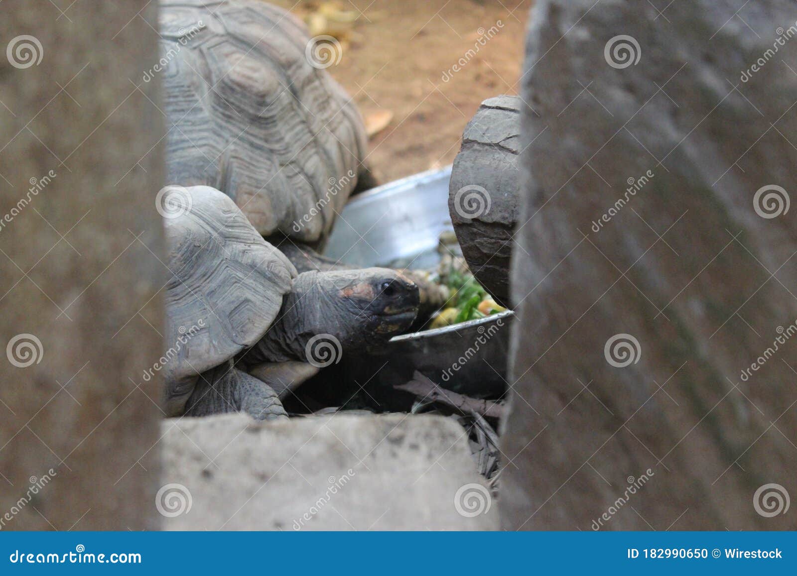 Closeup of a Turtle and Its Shell Stock Photo - Image of nature, park ...