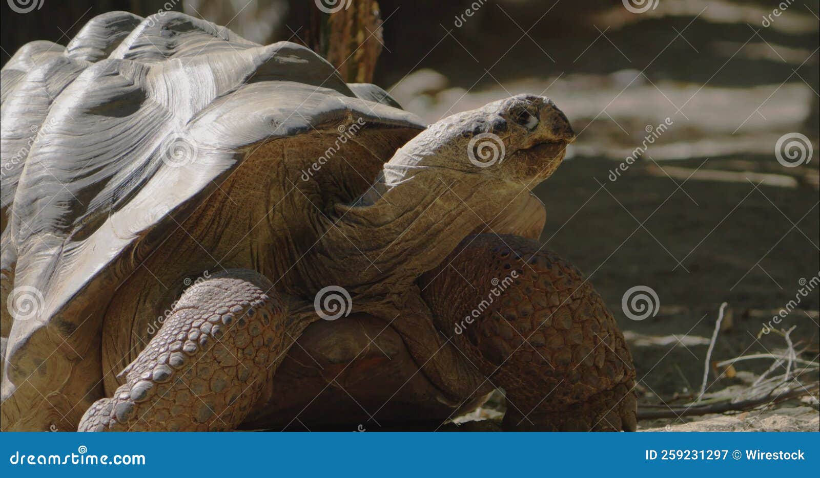 Closeup of Turtle Looking Towards Stock Video - Video of outdoor ...