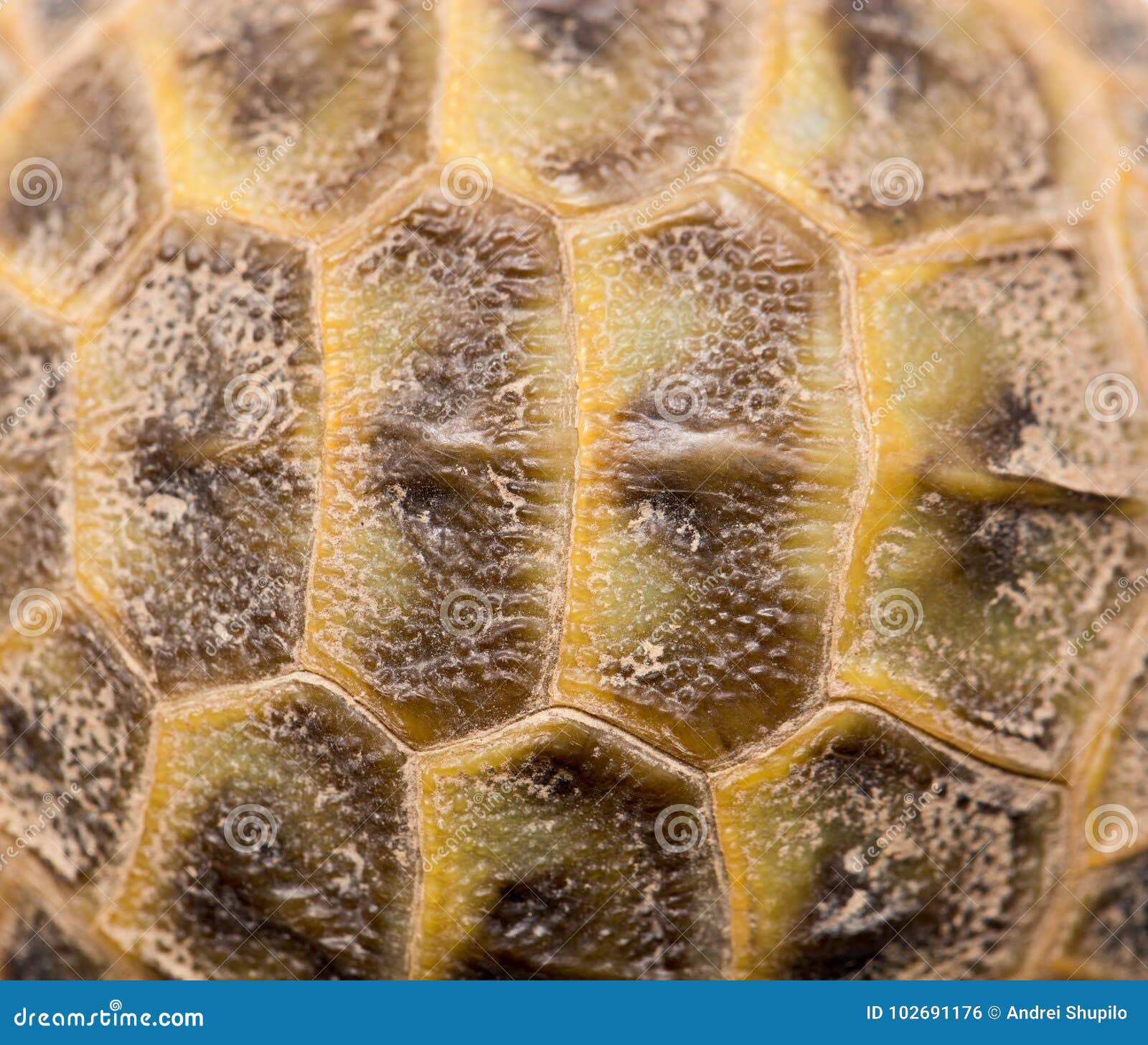 Closeup of a turtle shell. stock photo. Image of turtle - 102691176