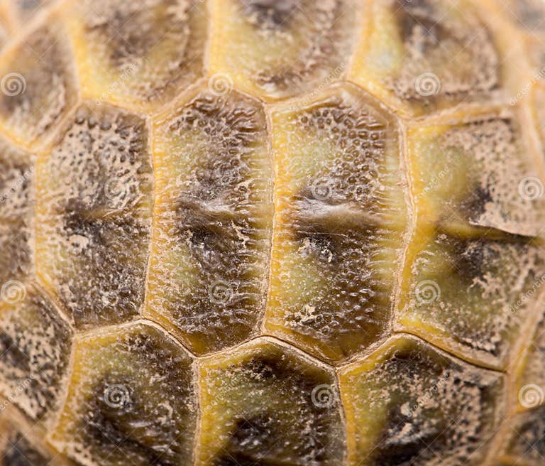 Closeup of a turtle shell. stock photo. Image of turtle - 102691176