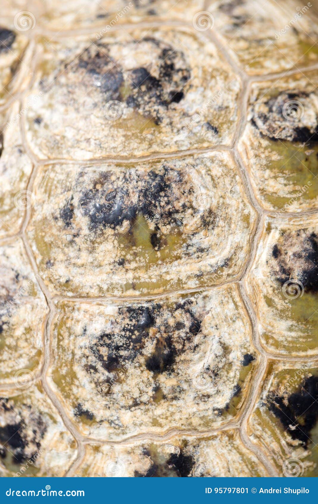 Closeup of a turtle shell. stock image. Image of life - 95797801