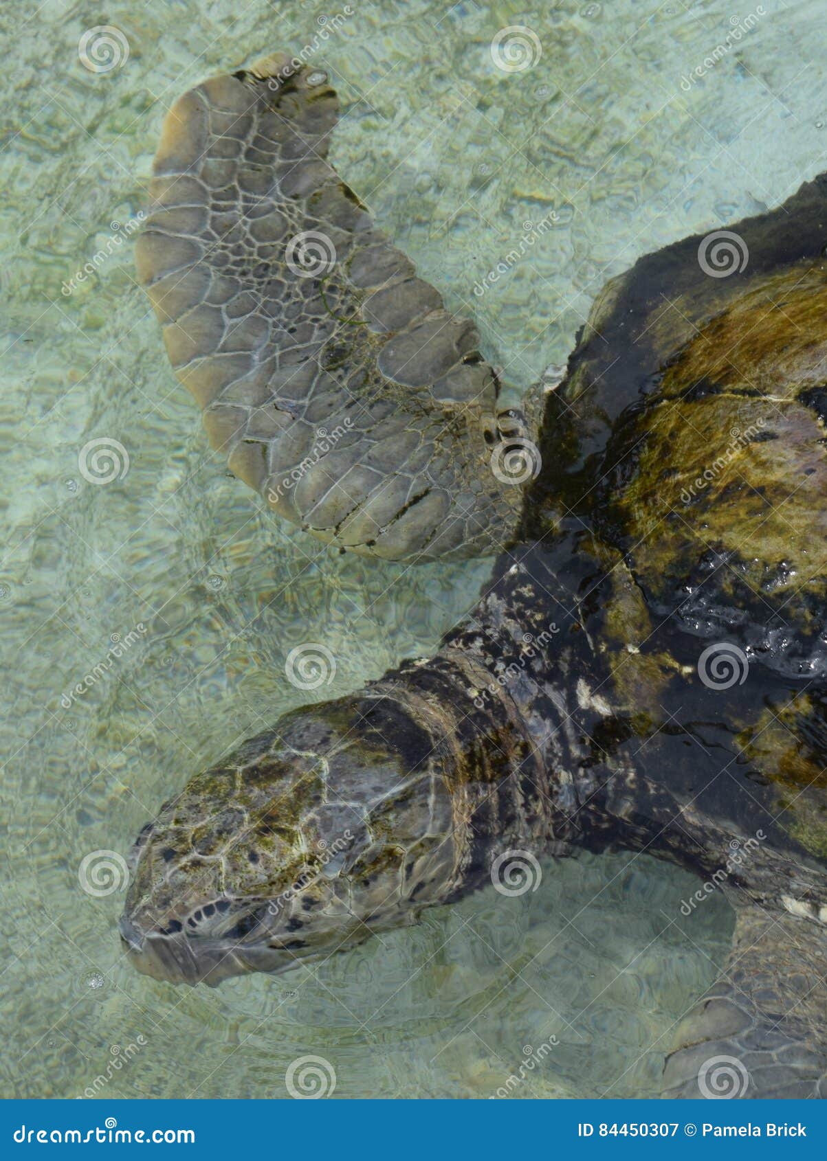 Closeup of a Turtle or Tortoise Swimming Stock Image - Image of head ...