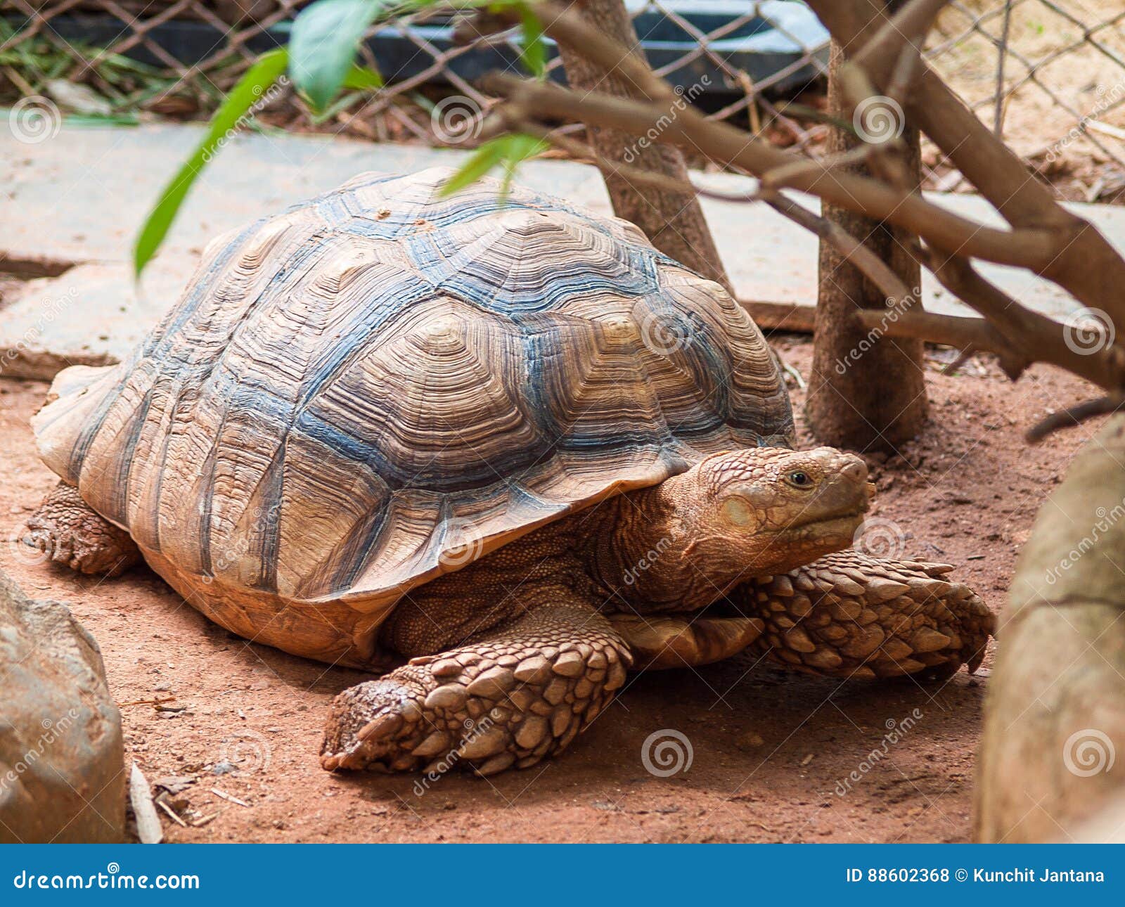 Closeup turtle in the zoo editorial stock photo. Image of space - 88602368