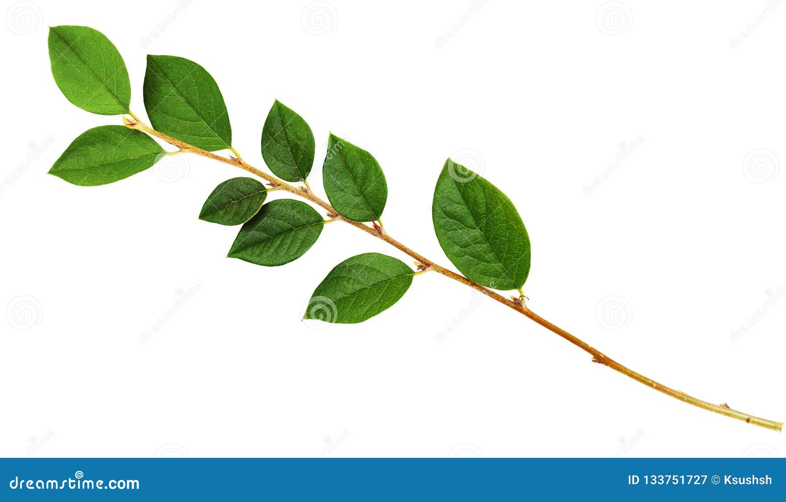 Closeup of Twig with Green Leaves Stock Image - Image of lush, isolated ... Closeup of Twig with Green Leaves Stock Image - Image of lush, isolated ...