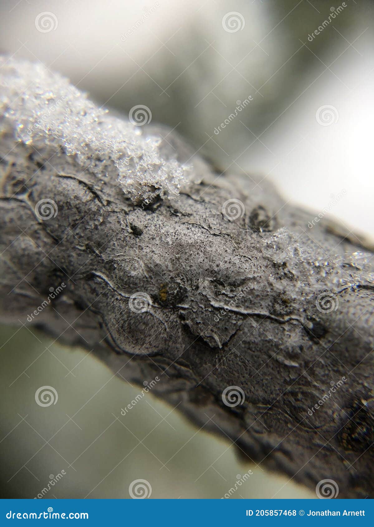 Closeup of Twig with Ice Crystals Stock Photo - Image of designer ...