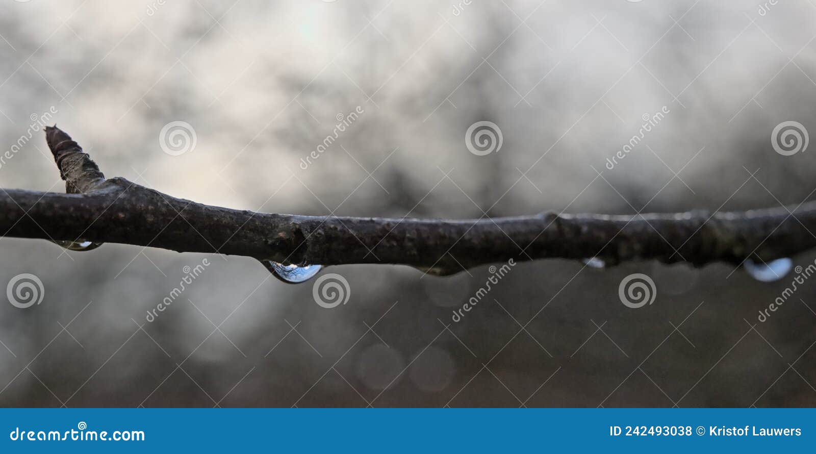 Twig with Raindrop and Bokeh Trees in the Background Stock Photo ...