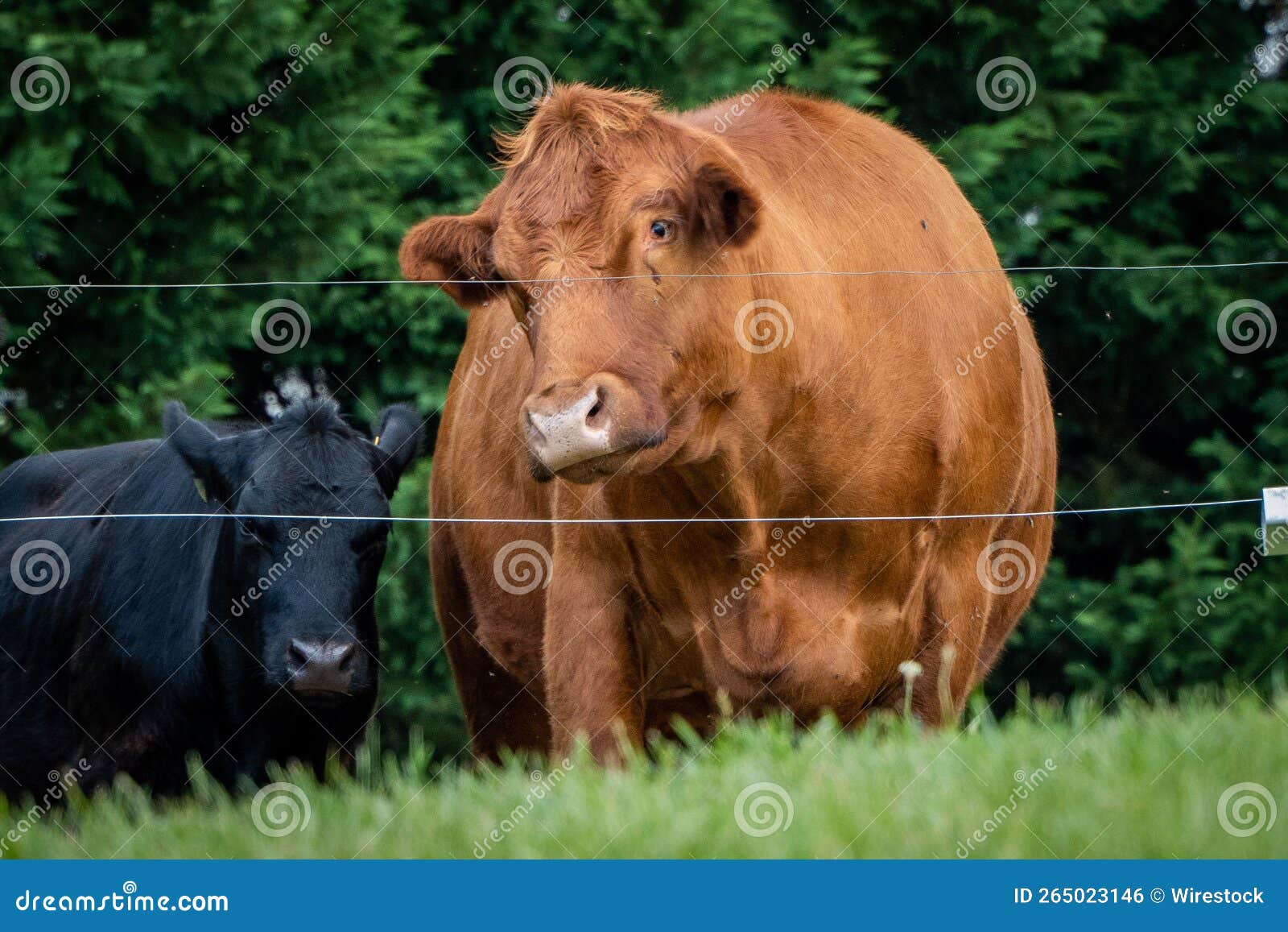 Closeup of Two Aberdeen Angus on a Farm Stock Photo - Image of green ...