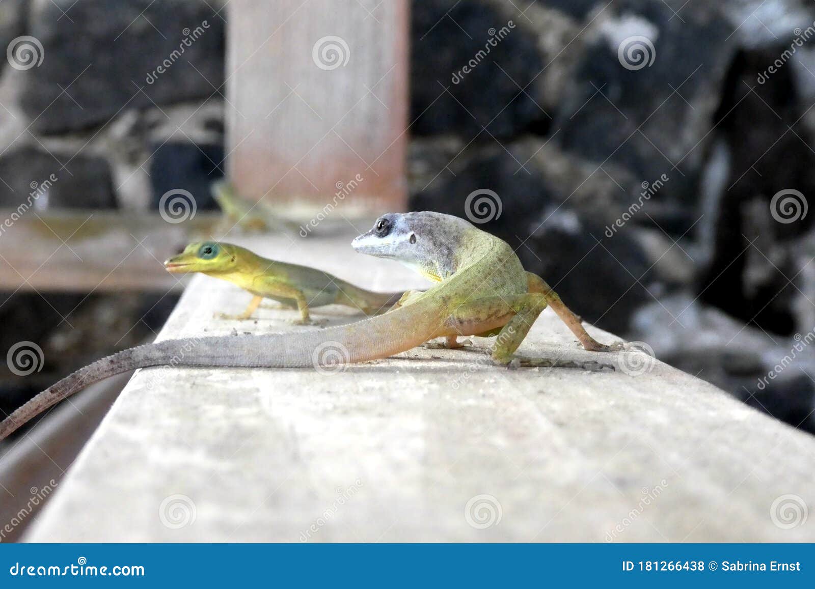 Closeup of Two Beautiful Small Geckos Stock Photo - Image of amphibian ...