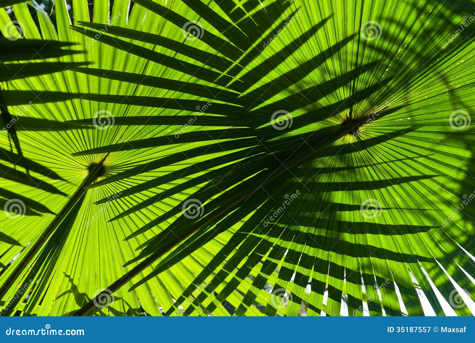 Closeup of Two Big Green Palma Leaves Stock Image - Image of healthy ...