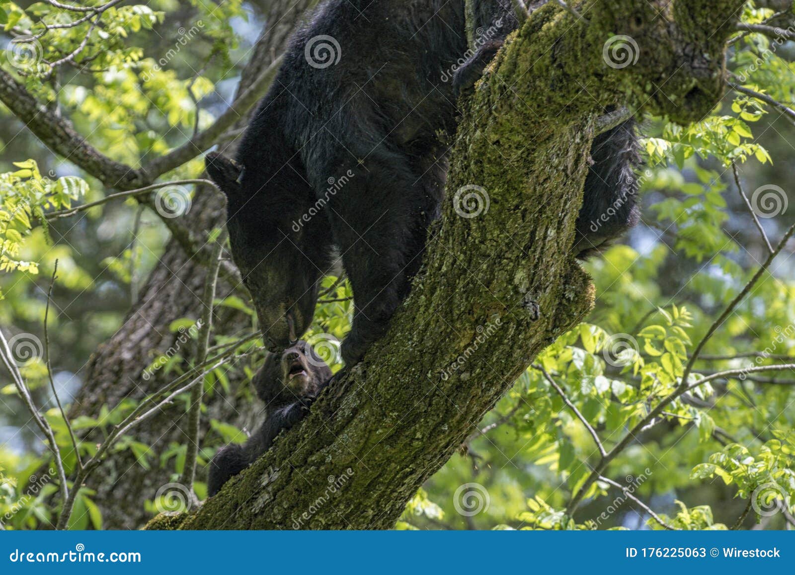Closeup of Two Black Bears on a Tree Branch Under the Sunlight with a ...