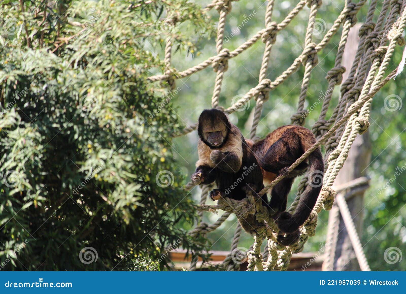 Closeup of Two Black Capuchins Crawling on the Ropes Stock Image ...