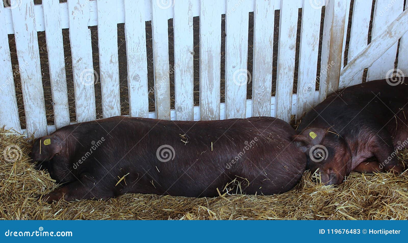 Closeup of Two Black Pig Sleeping on Straw Stock Image - Image of ...