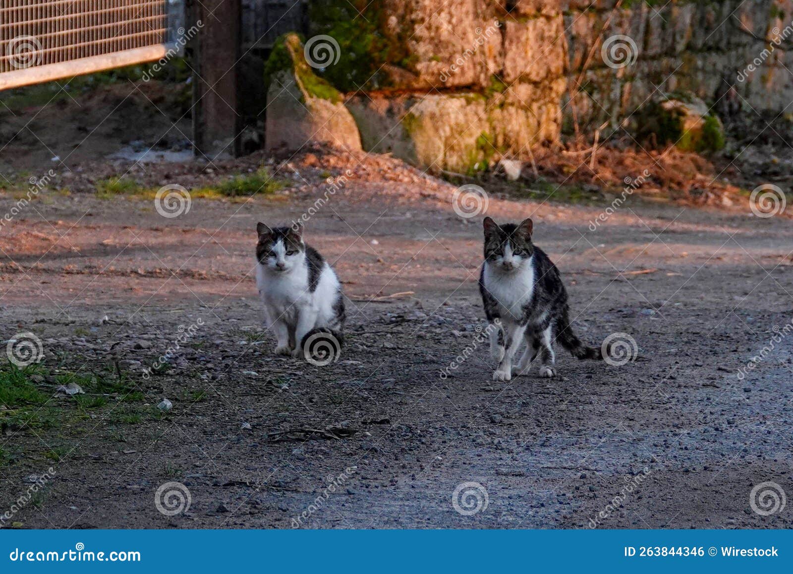 Closeup of Two Cats Walking on a Ground Stock Photo - Image of domestic ...