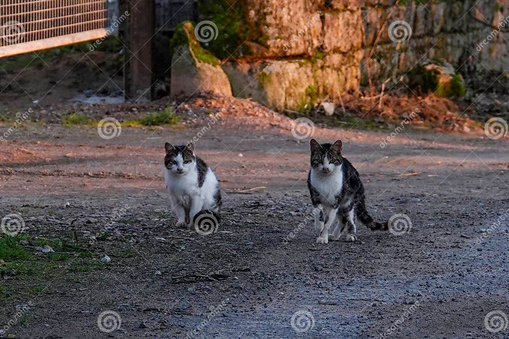 Closeup of Two Cats Walking on a Ground Stock Photo - Image of domestic ...