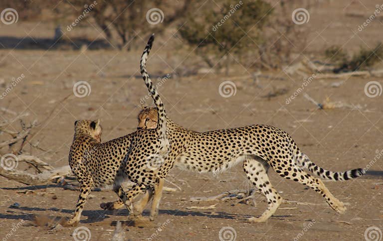 Closeup of Two Cheetahs Running in the Wild Stock Photo - Image of park ...