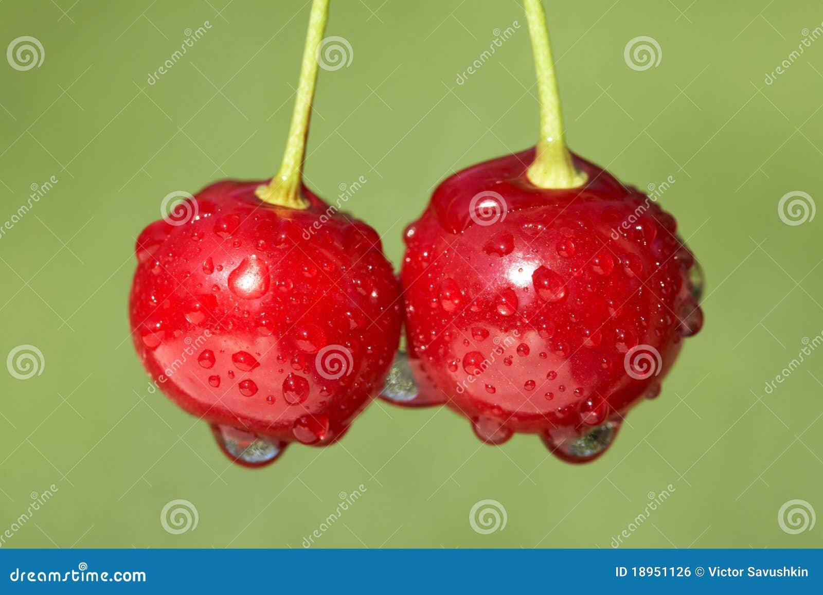 Closeup of Two Cherries with Drops on Cherry-tree Stock Photo - Image ...