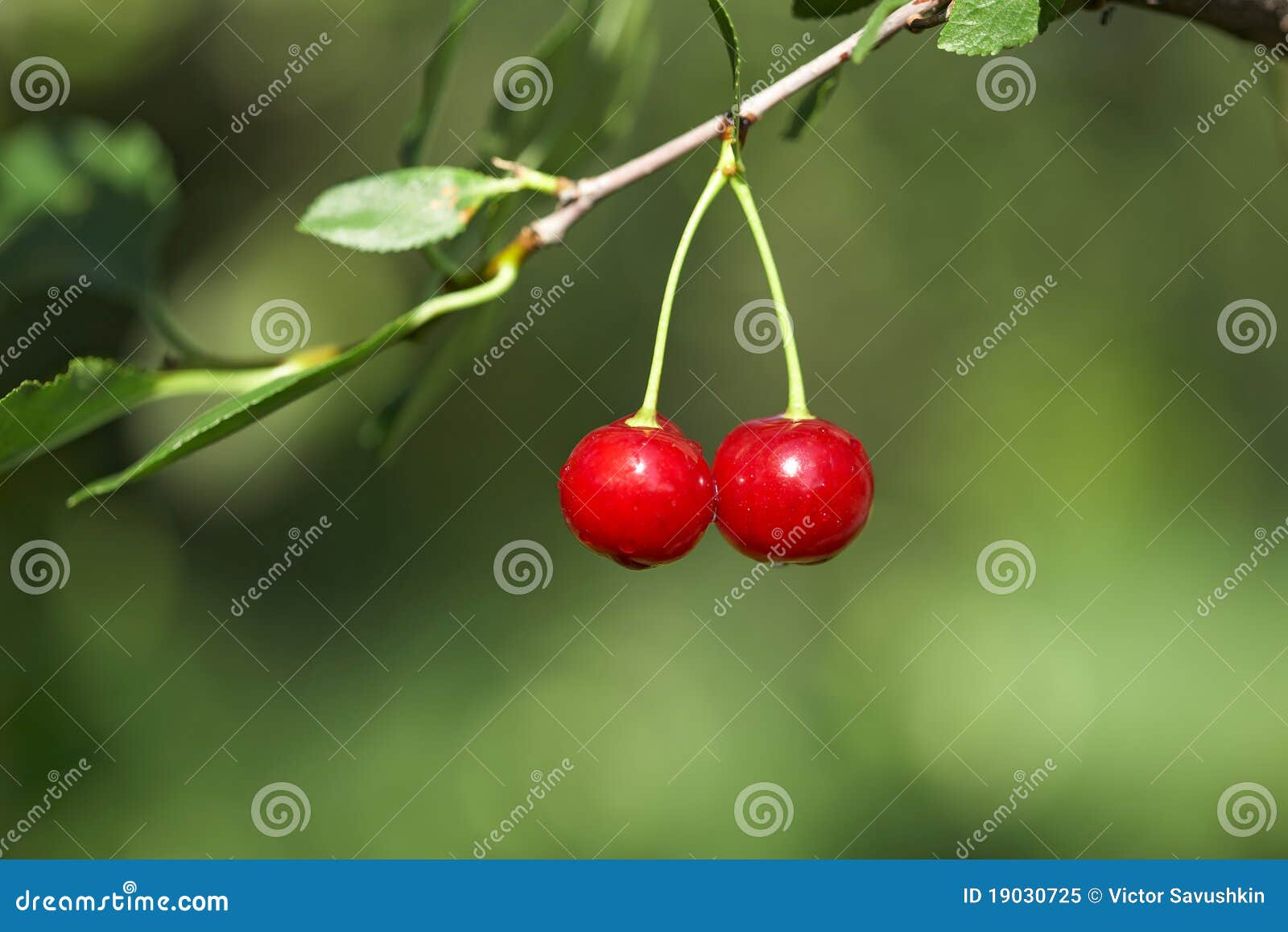 Closeup of Two Cherries with Drops on Cherry-tree Stock Image - Image ...