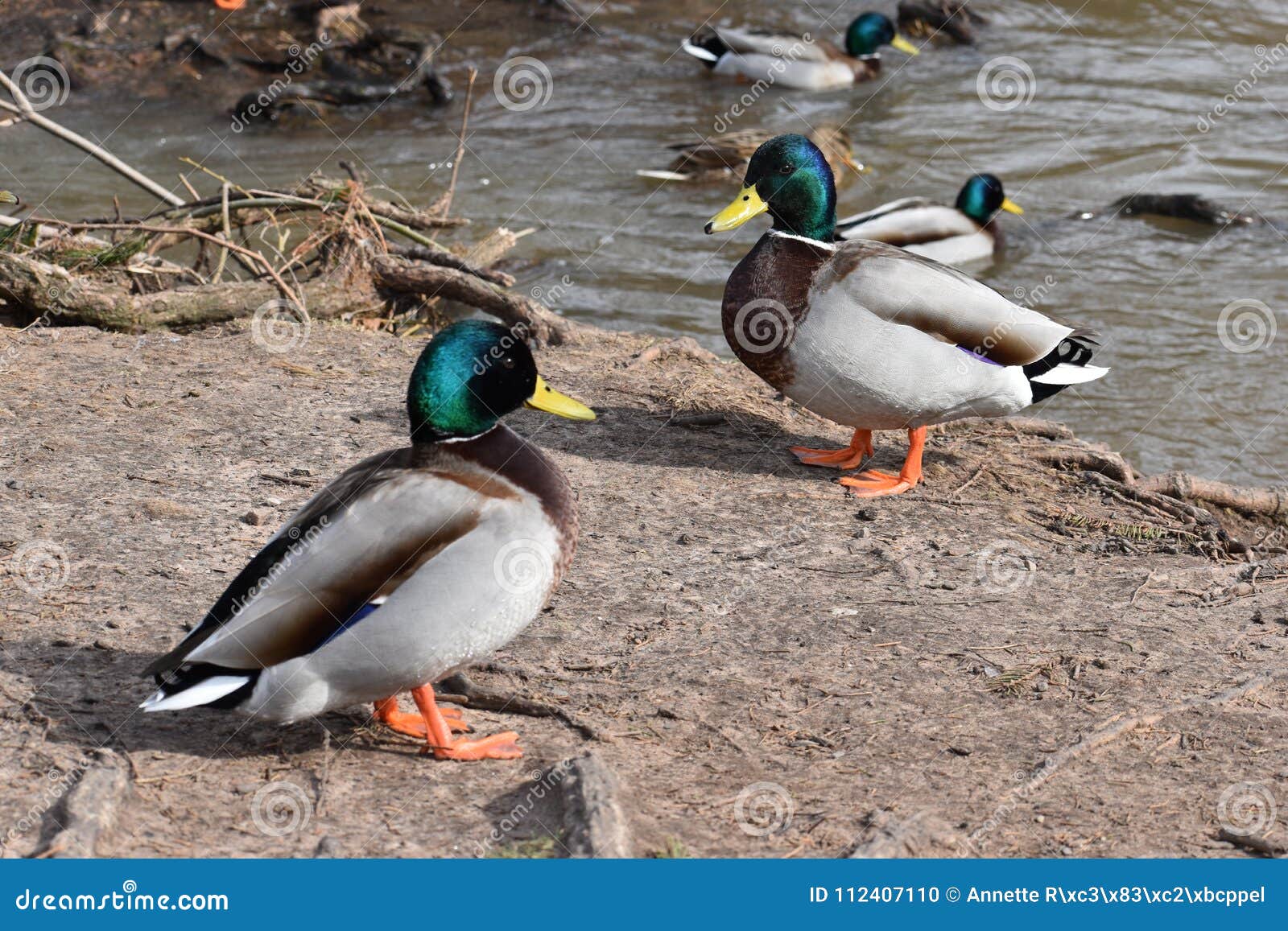 Closeup of Two Colorful Ducks on a Lakeshore in Kassel, Germany Stock ...