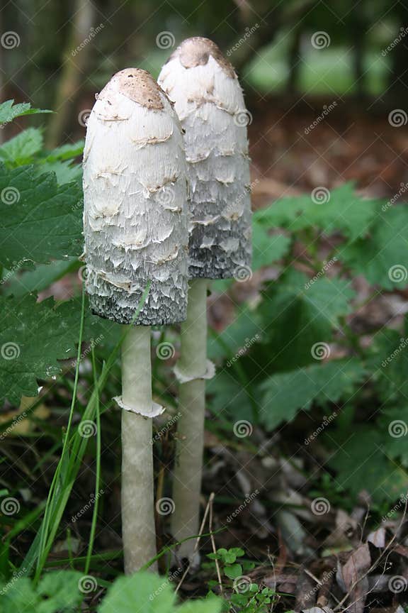 Closeup of Two Coprinus Comatus Stock Image - Image of autumn, fall ...