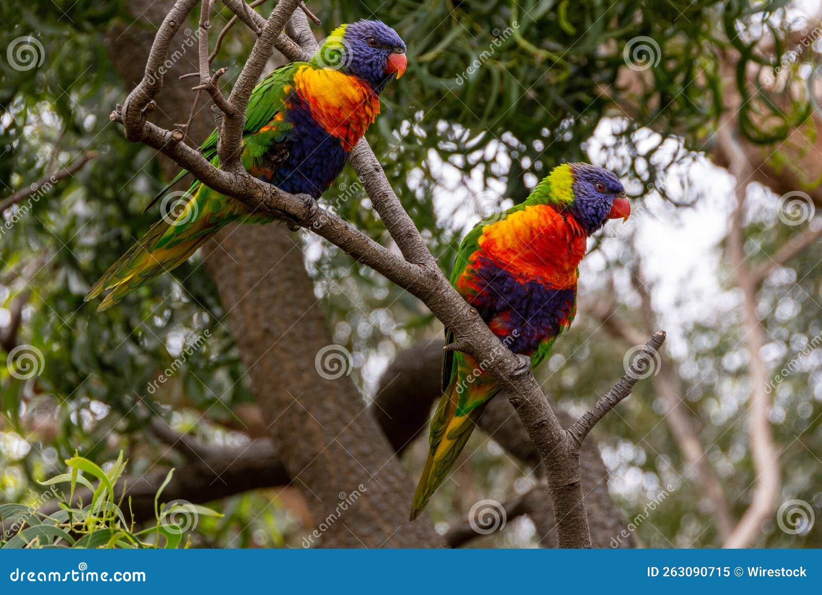 Closeup of Two Cute Loriini Parrots Perched on a Tree during the ...