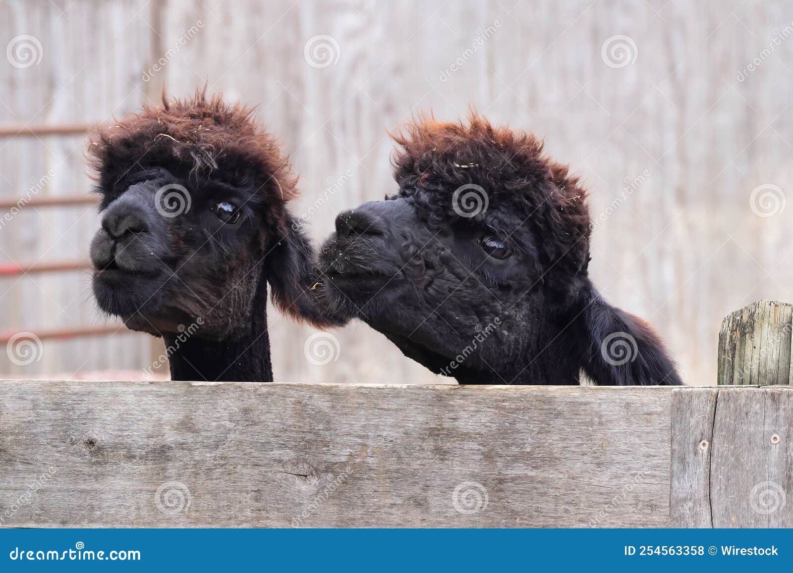Closeup of Two Dark Brown Llamas Behind the Fence. Stock Photo - Image ...