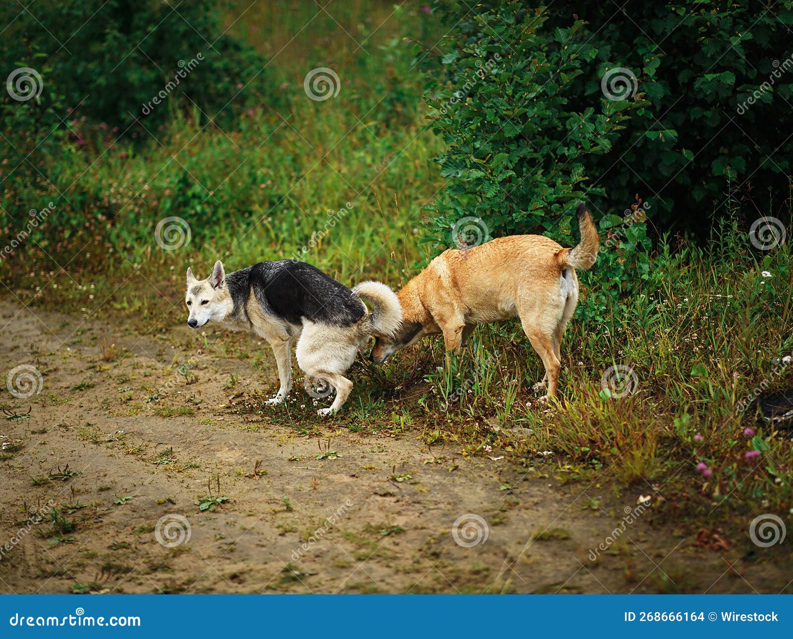 Closeup of Two Dogs Pooping Outdoors Stock Photo - Image of canine ...