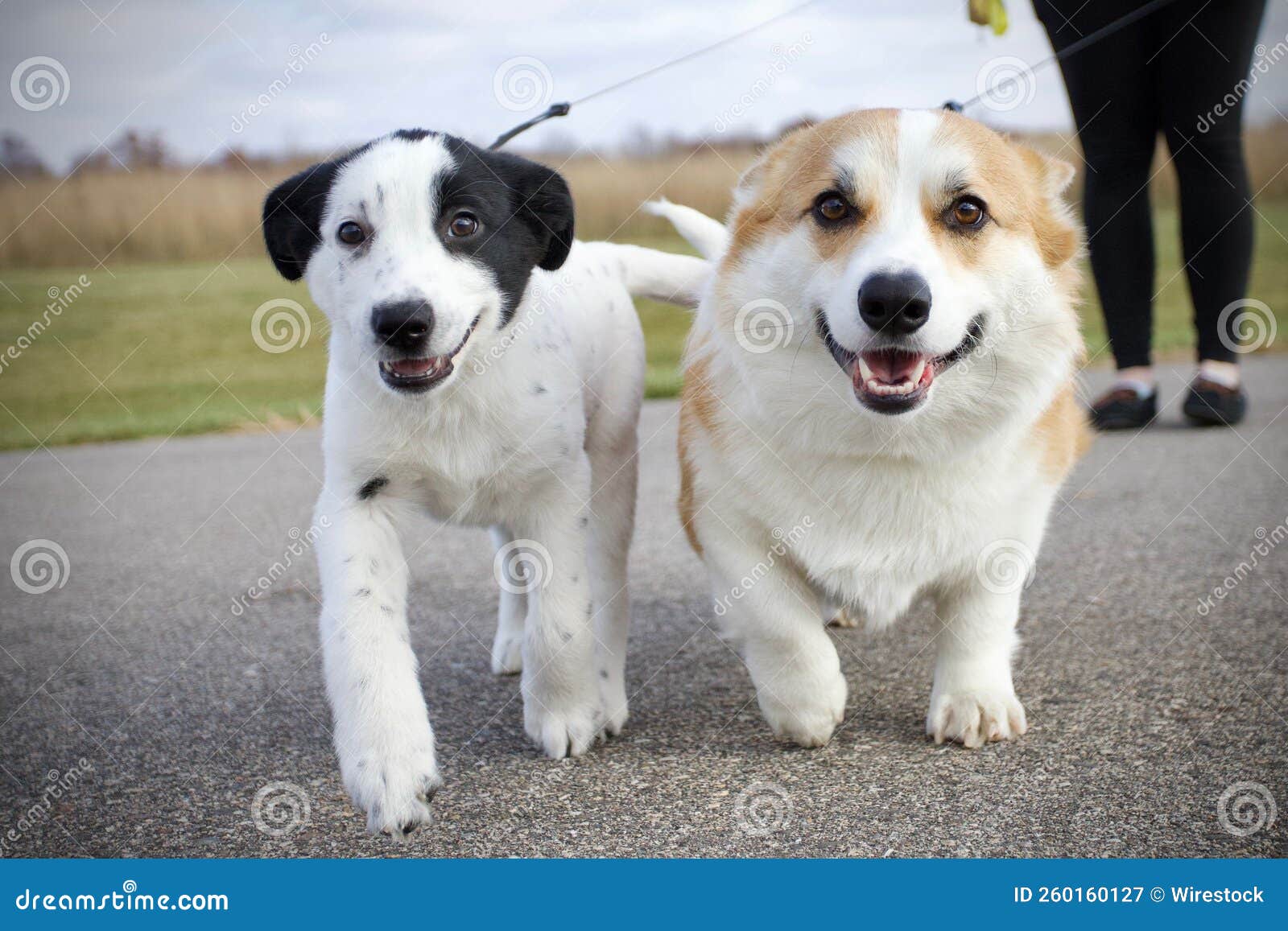 Closeup of Two Dogs Walking on a Street Stock Image - Image of leash ...