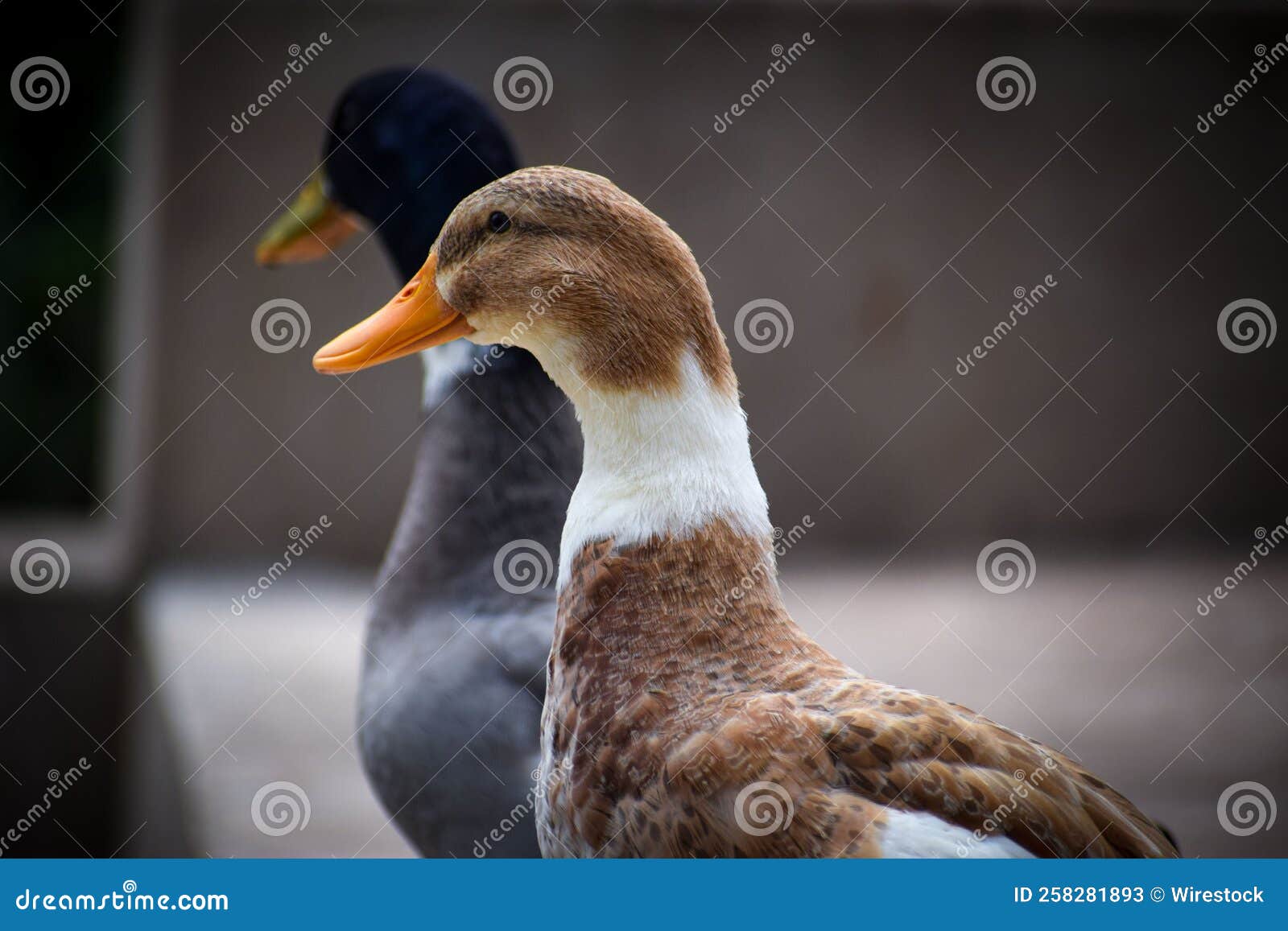 Closeup of Two Ducks Standing on the Staircase. Stock Image - Image of ...