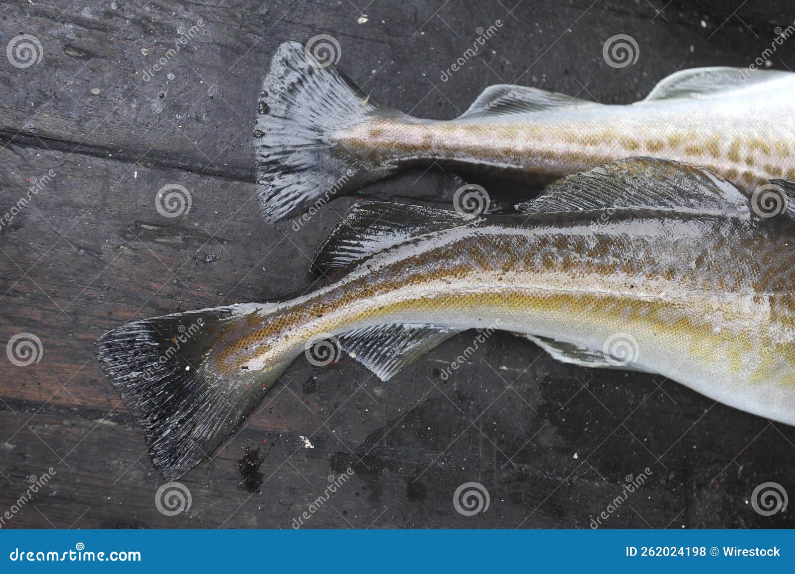 Closeup of Two Fish Tails. Atlantic Cod Stock Photo - Image of animals ...