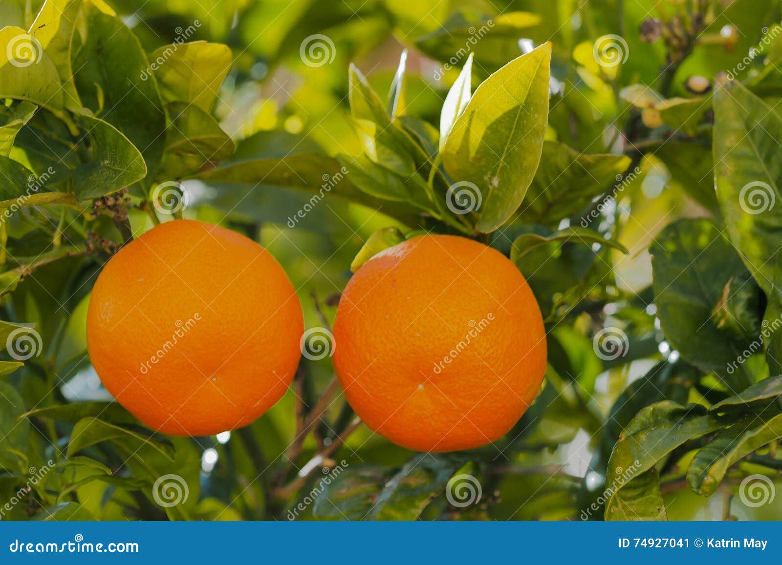 Closeup of Two Fruits of Orange Hanging on the Tree Stock Image - Image ...