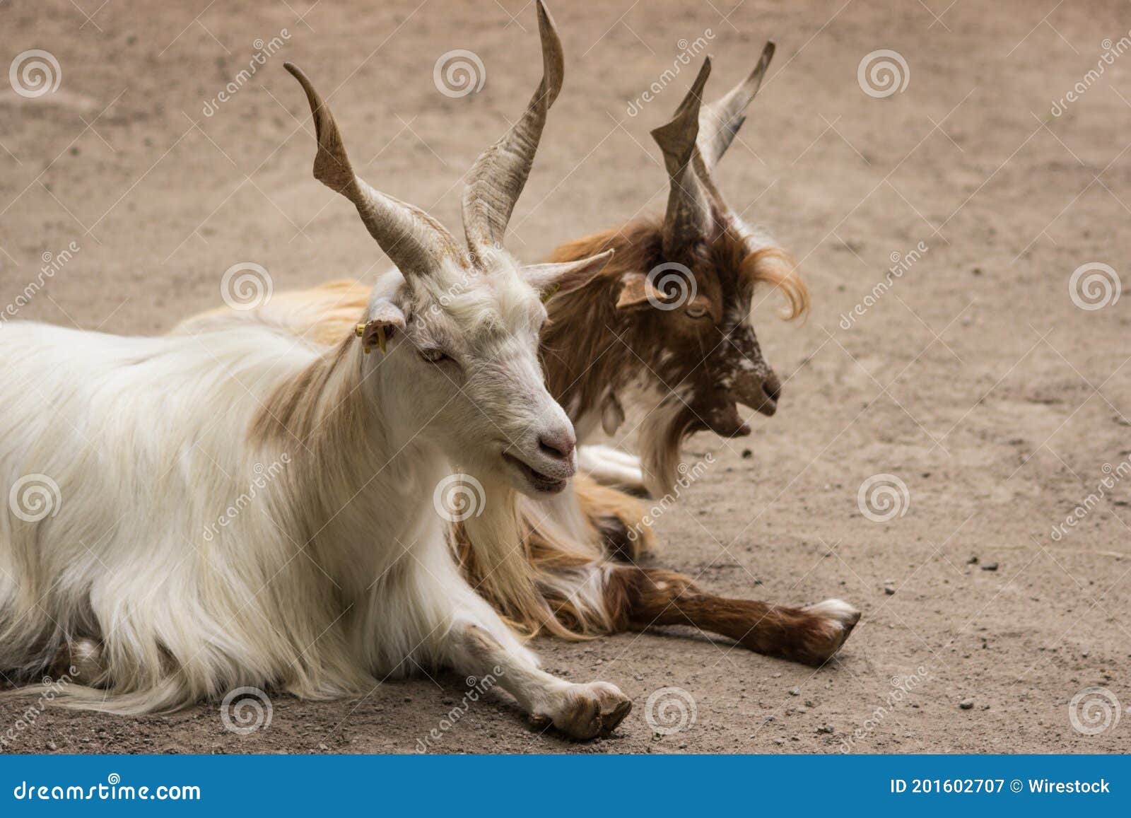 Closeup of Two Girgentana Goats Lying on the Dirt Ground Stock Image ...