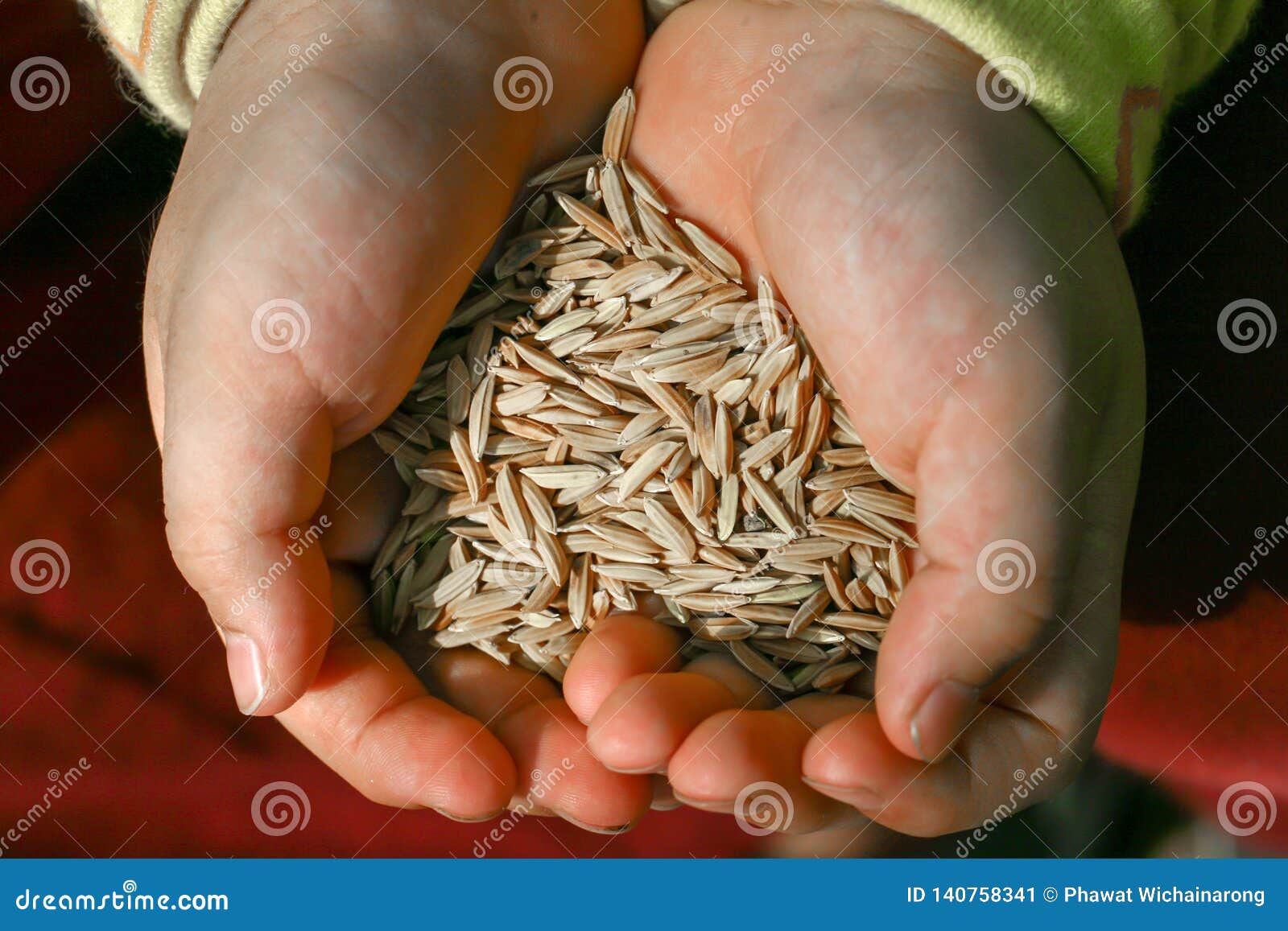 Closeup of Two Hands Holding Pile of Brown Jasmine Rice in the Husks ...