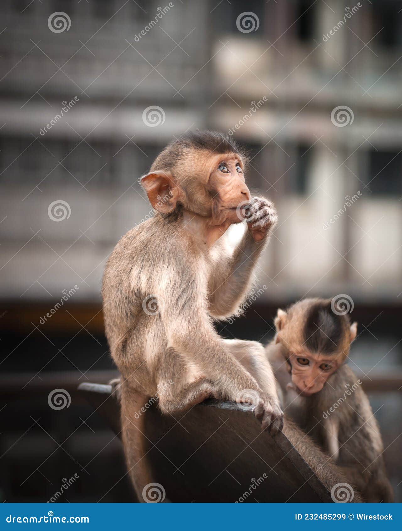 Indian Macaque Macaca Leonina. A Cute Chinese Macaque Cub Sitting In ...