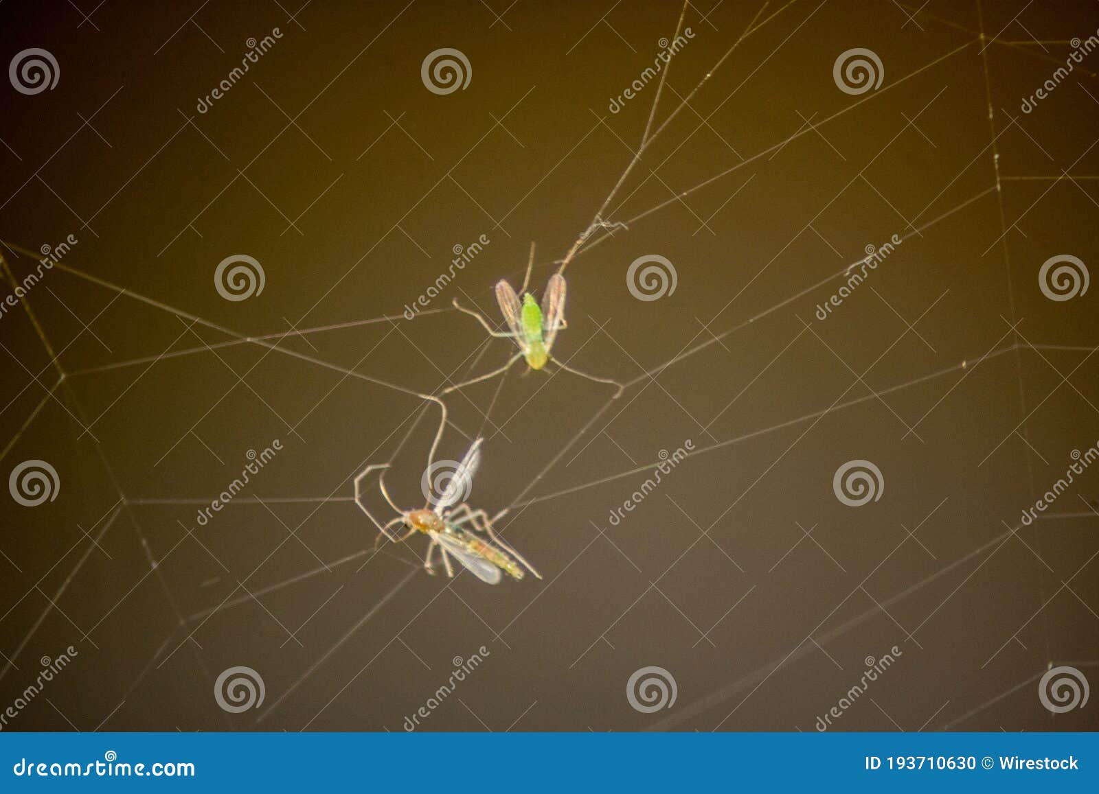 Closeup of Two Insects Caught in the Spider Web Stock Photo - Image of ...