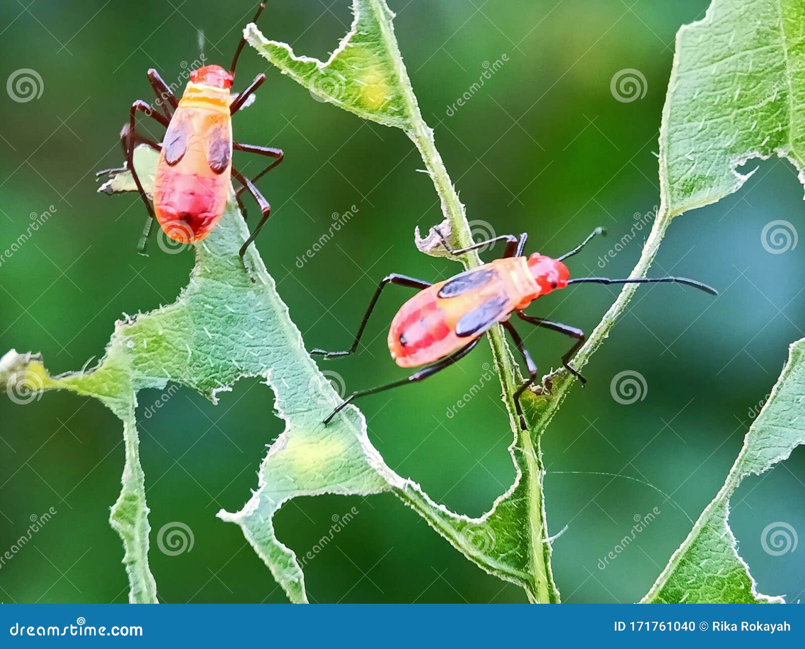 CloseUp of two insects stock photo. Image of macro, nature - 171761040