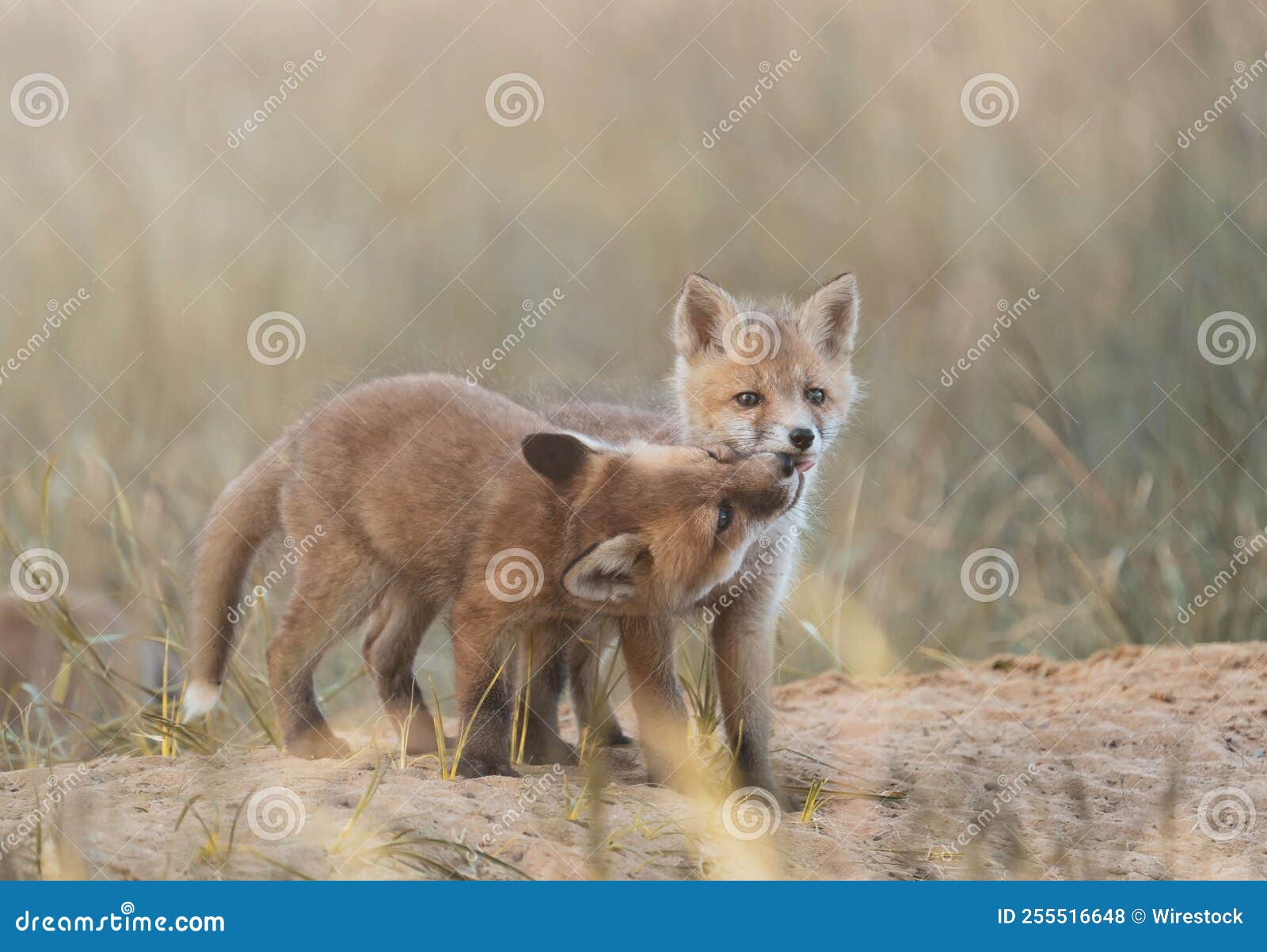Closeup of Two Kit Fox Babies Playing Together in a Meadow Stock Photo ...