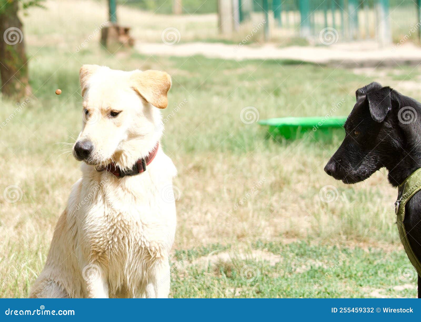 Closeup of Two Labs in the Park. Stock Photo - Image of furry, white ...