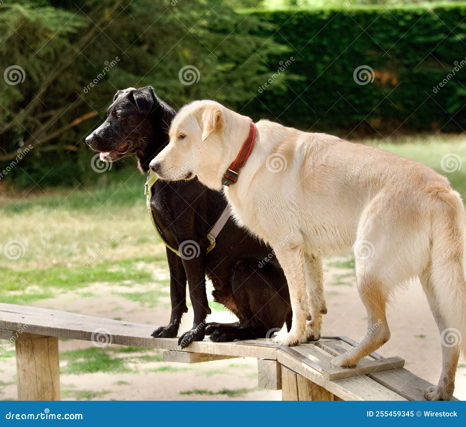 Closeup of Two Labs in the Park. Stock Image - Image of yellow, labs ...