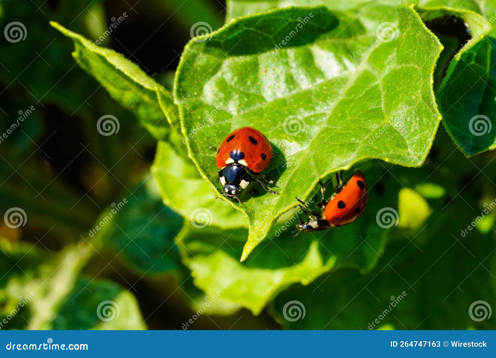 Closeup of Two Lady Bugs on a Leaf Stock Image - Image of bugs, harden ...