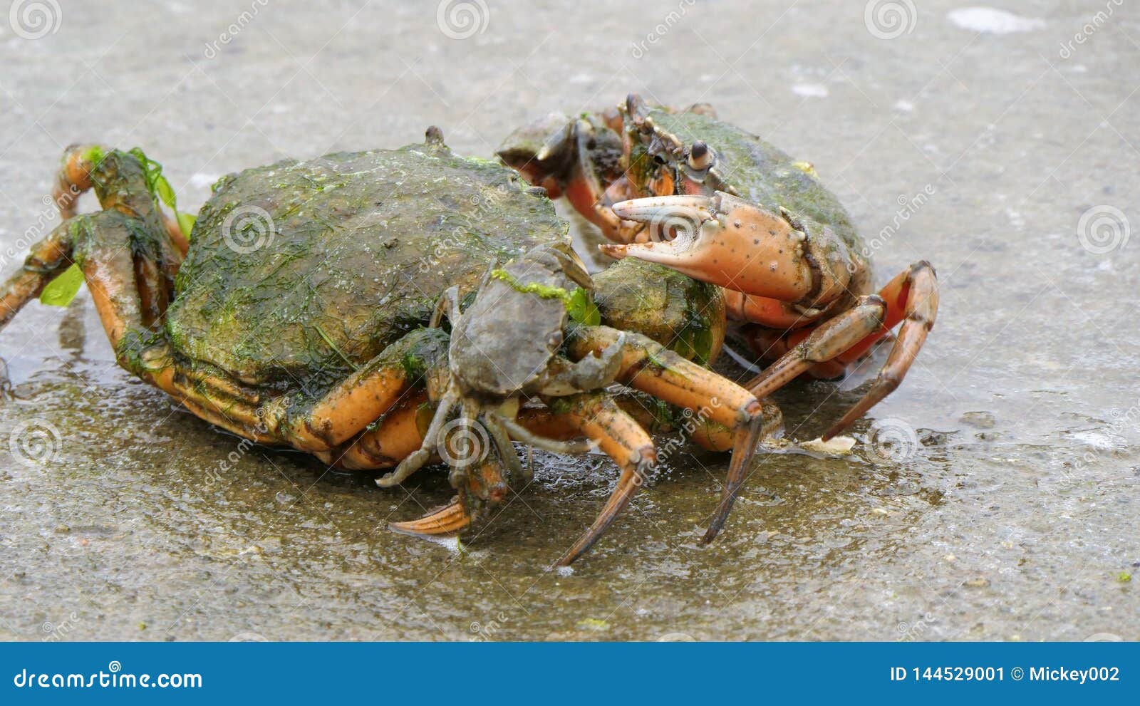 Fighting shore crabs stock image. Image of portunidae - 144529001